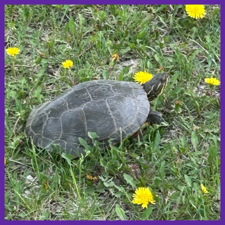 turtle… | herbiggirlpants